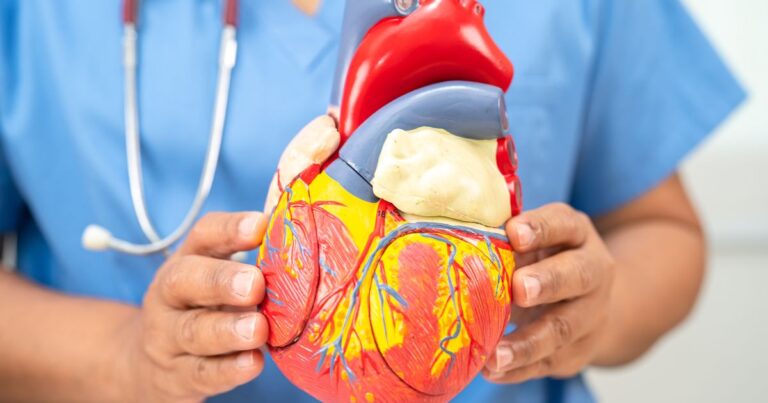 What is the Cardiovascular System? Role In Medical Writing